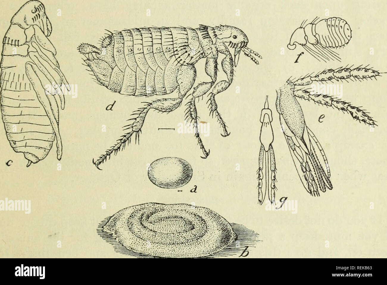 Menschlicher floh pulex irritans -Fotos und -Bildmaterial in hoher ...