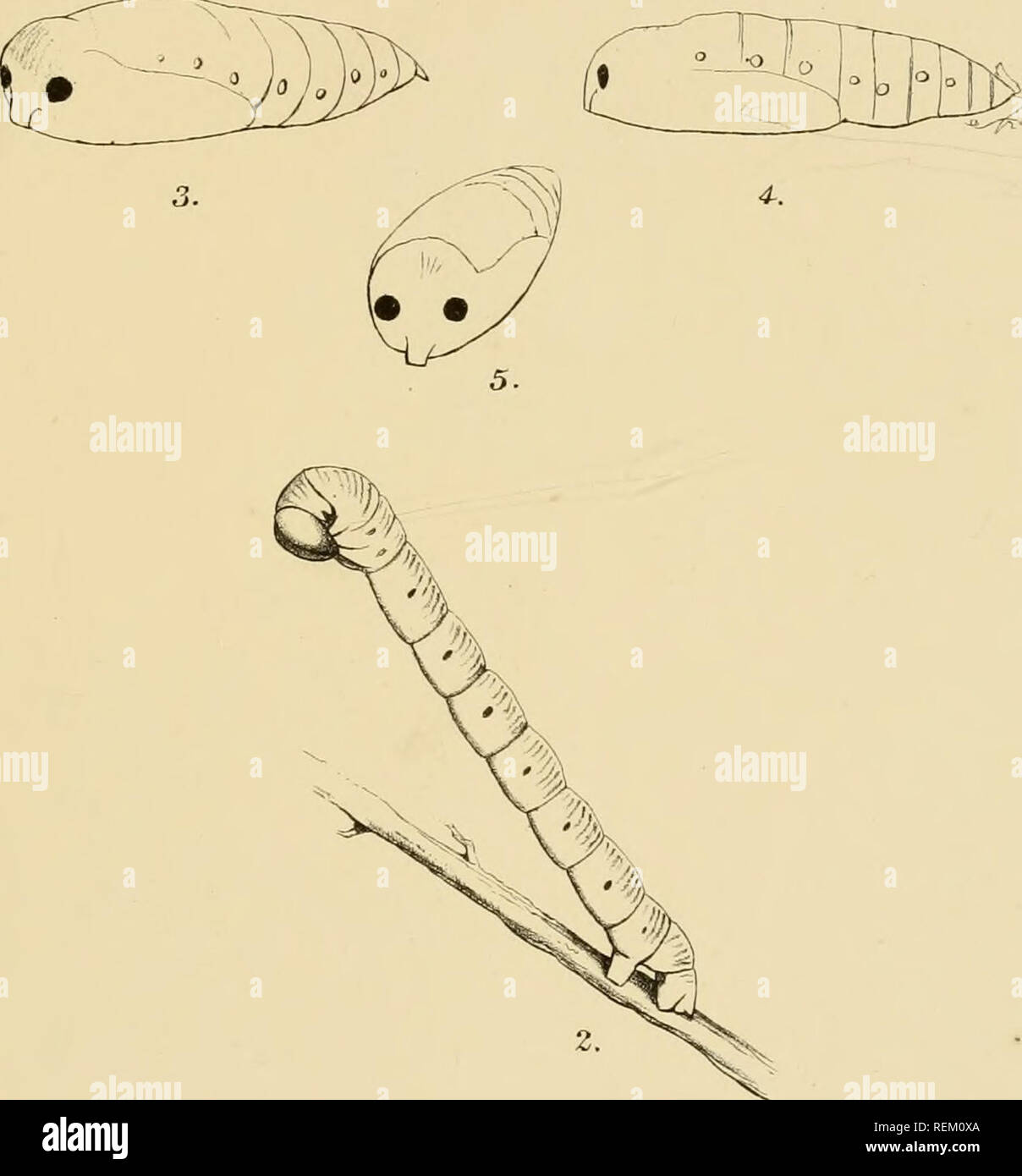 . Cistula entomologica. Entomologie. Tf Gaiideze h S. E. Glockengeläut ...
