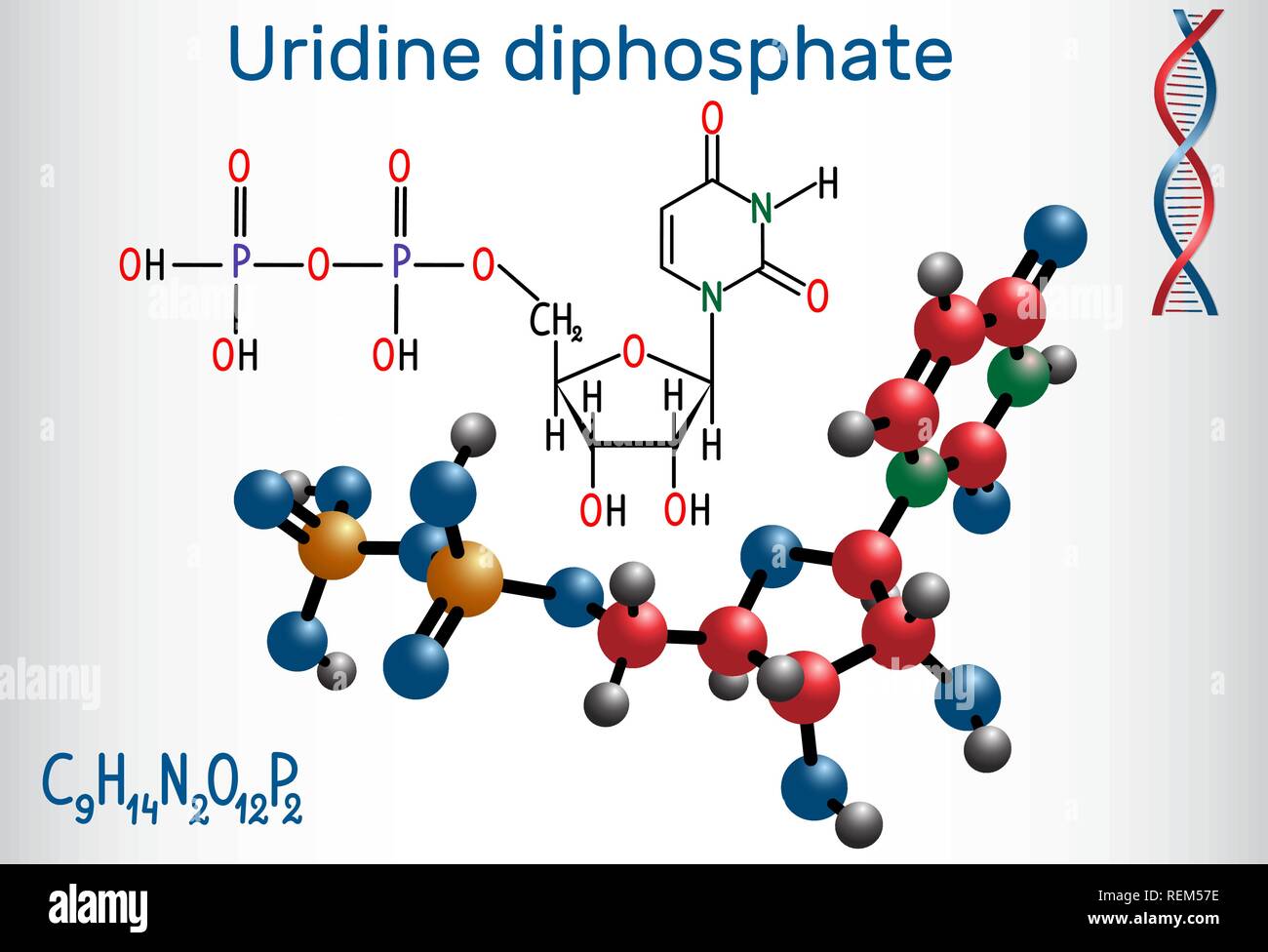 Uridin diphosphat (UDP) Nucleotide Molekül. Strukturelle chemische ...