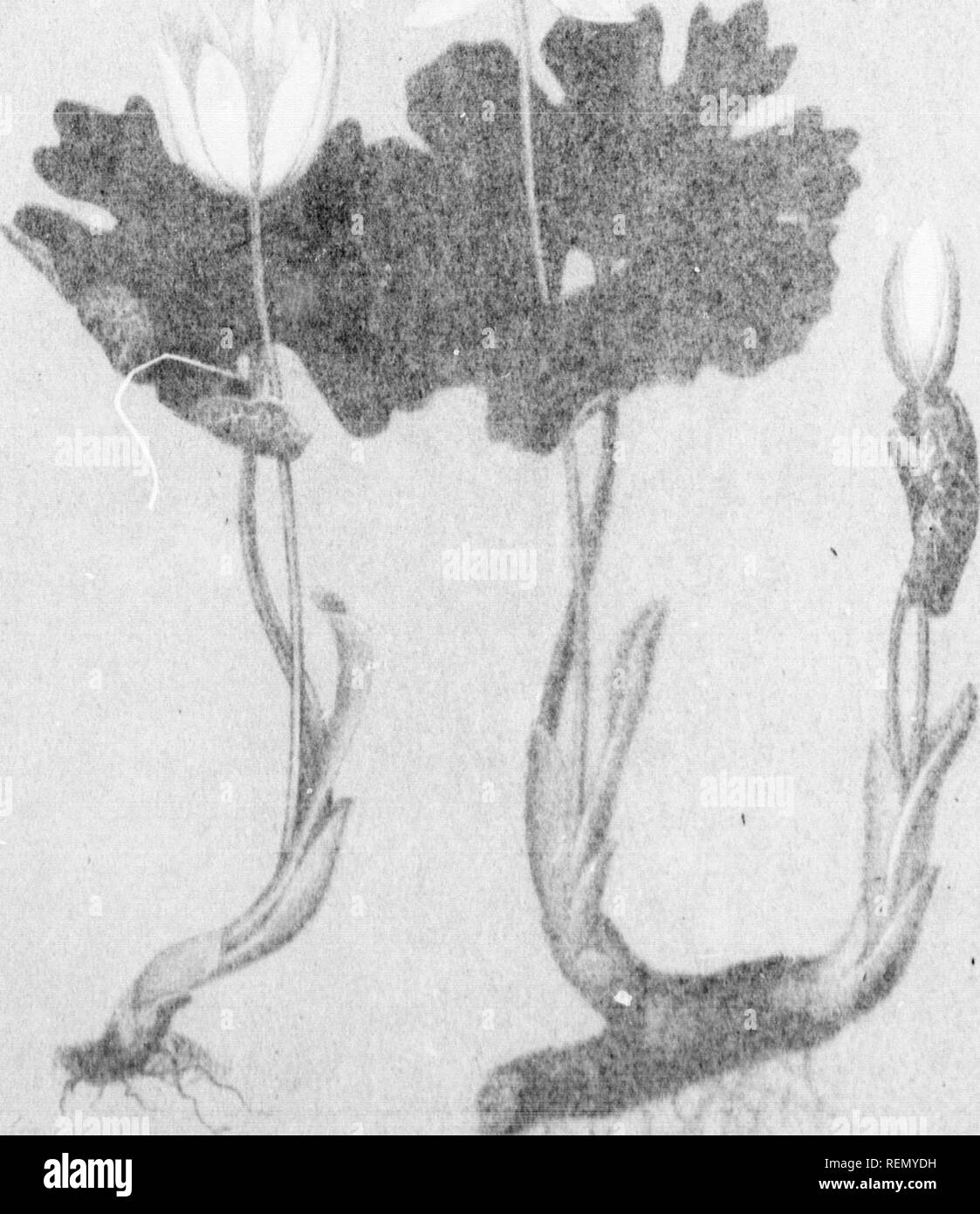. Blumen auf dem Feld und Wald [microform]: Original Aquarell ...