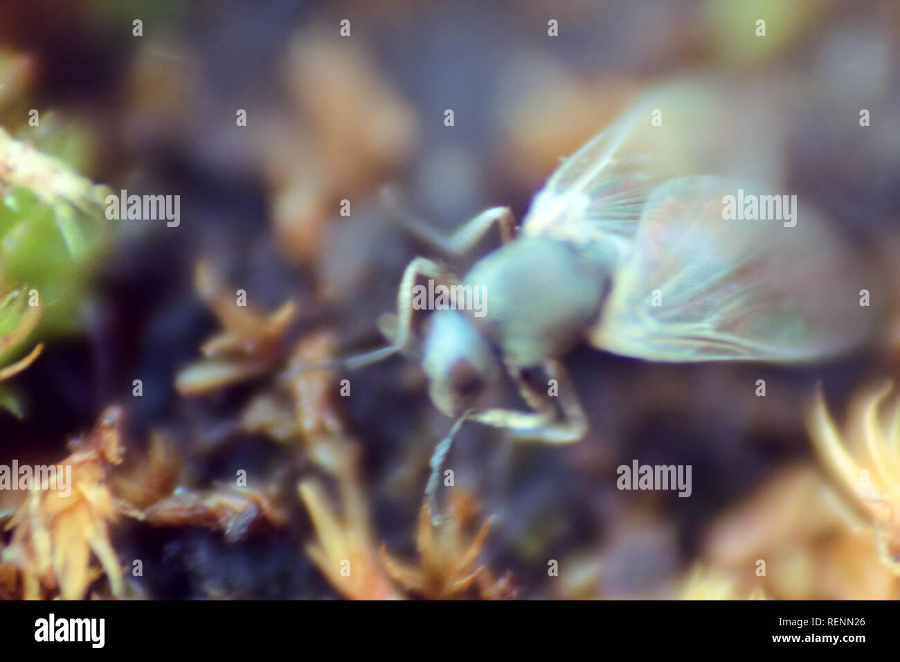 Midge biss -Fotos und -Bildmaterial in hoher Auflösung – Alamy