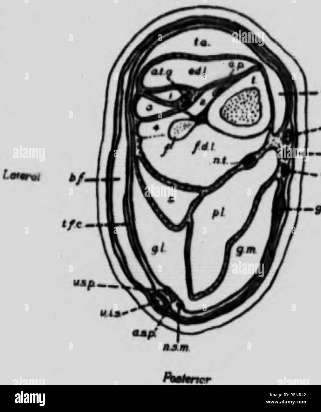 . Praktische Anatomie der Hase [microform]: Eine elementare Labor ...