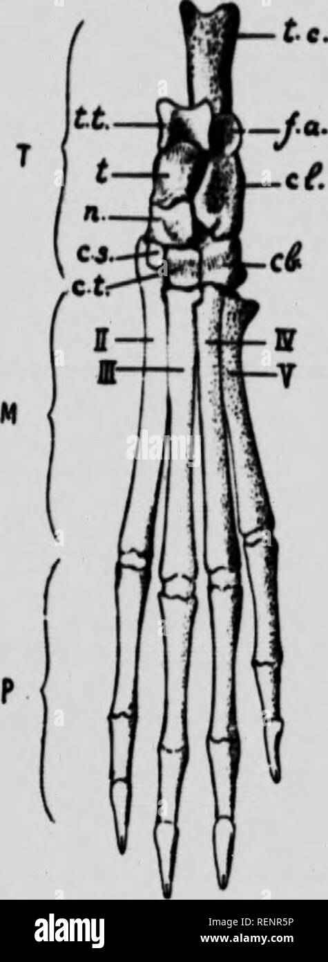 . Praktische Anatomie der Hase [microform]: Eine elementare Labor ...