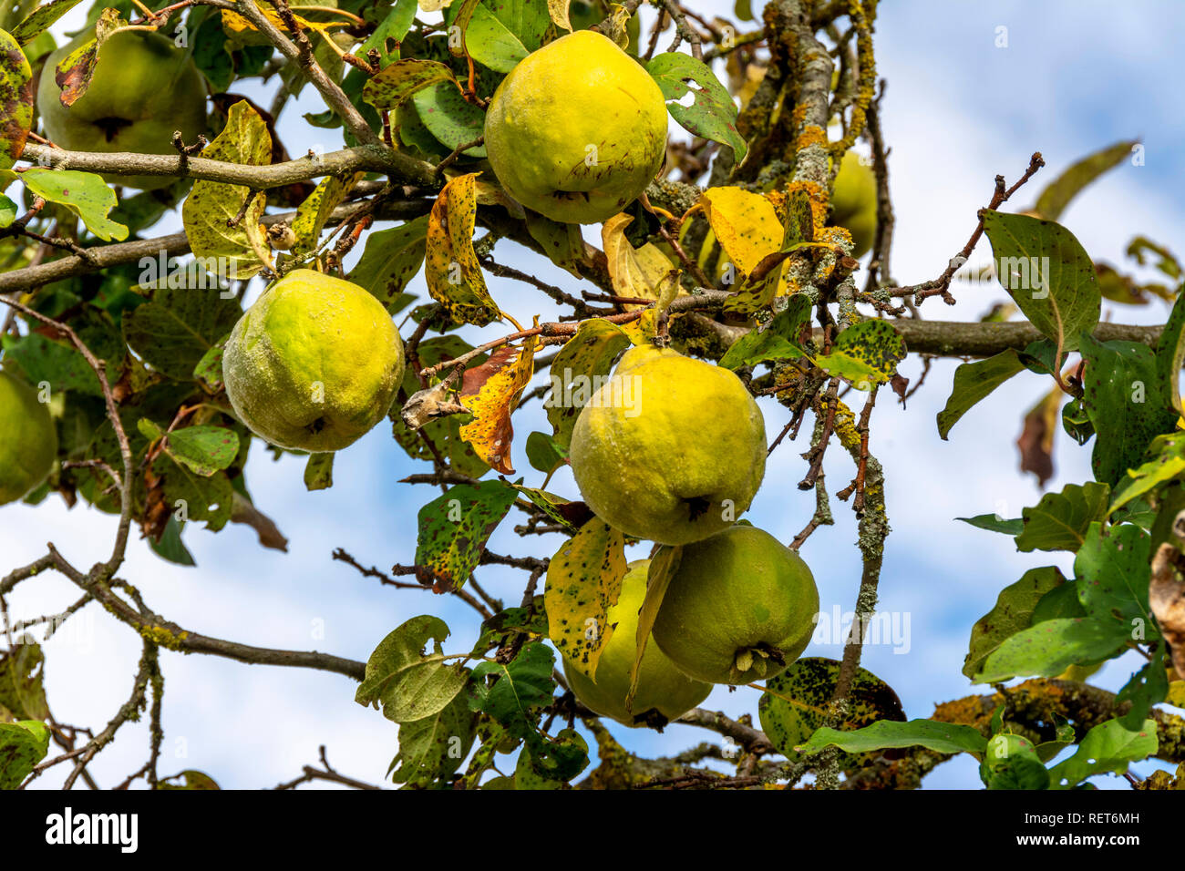 Quitten am baum -Fotos und -Bildmaterial in hoher Auflösung – Alamy