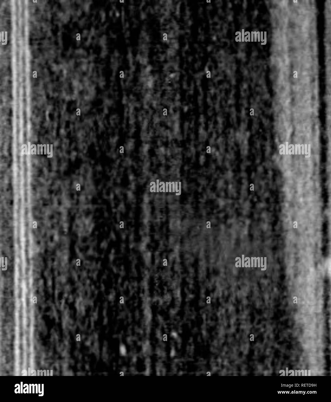 Schirmherr der naturwissenschaften -Fotos und -Bildmaterial in hoher ...