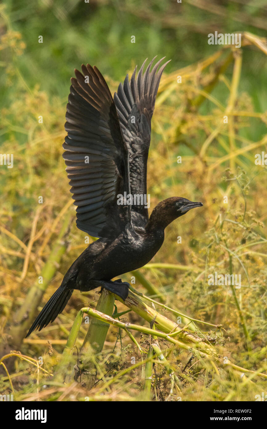 Microcarbo pygmaeus -Fotos und -Bildmaterial in hoher Auflösung – Alamy