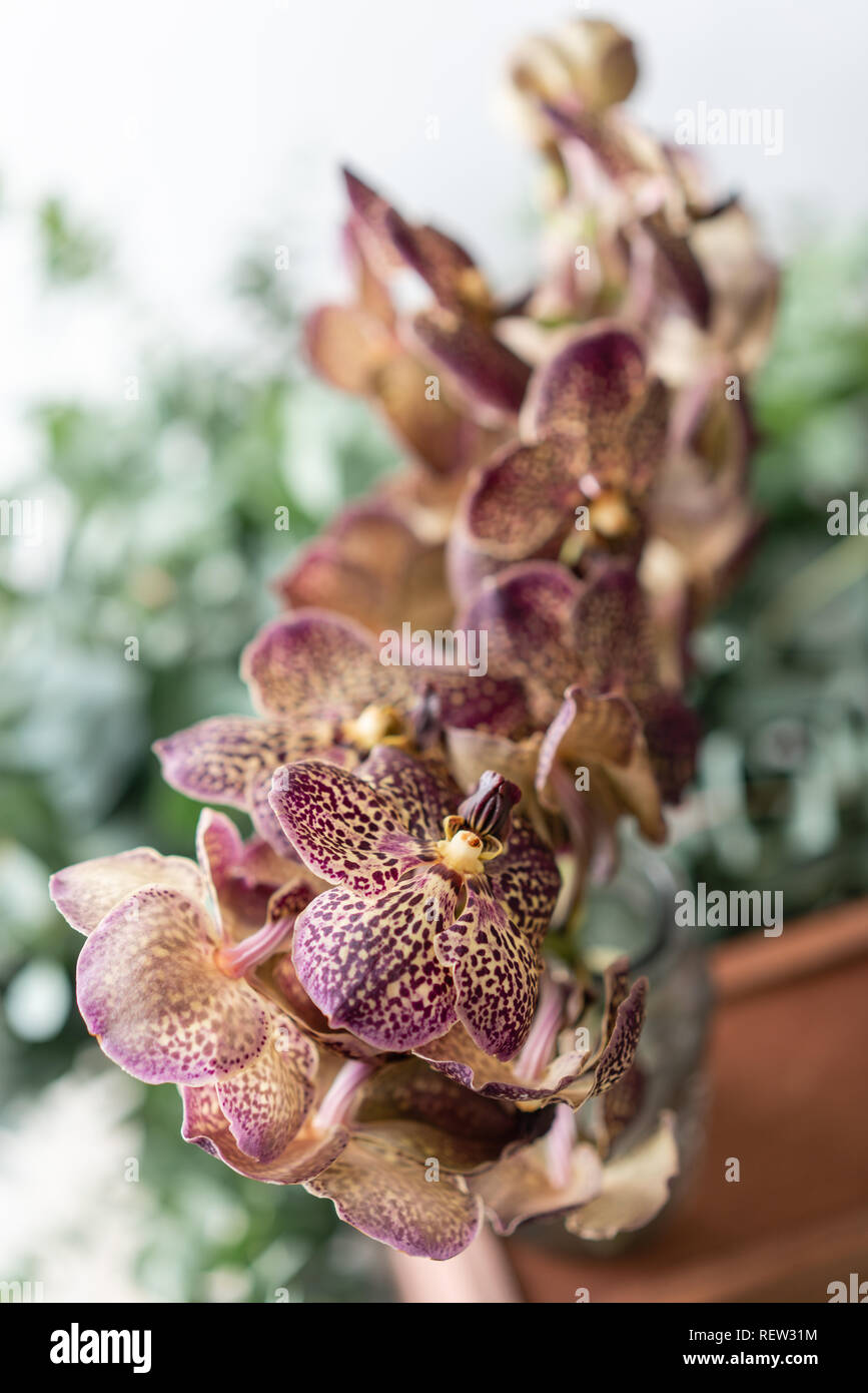 Orchidee Tapete Stockfotos und -bilder Kaufen - Alamy