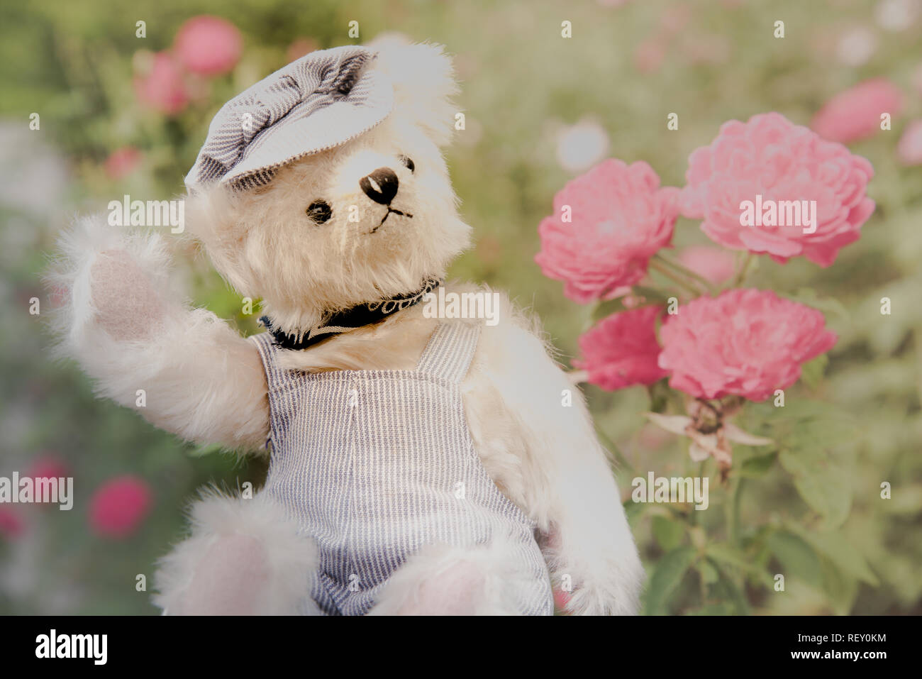 Baby Bär In Der Wiese Stockfotos und -bilder Kaufen - Alamy