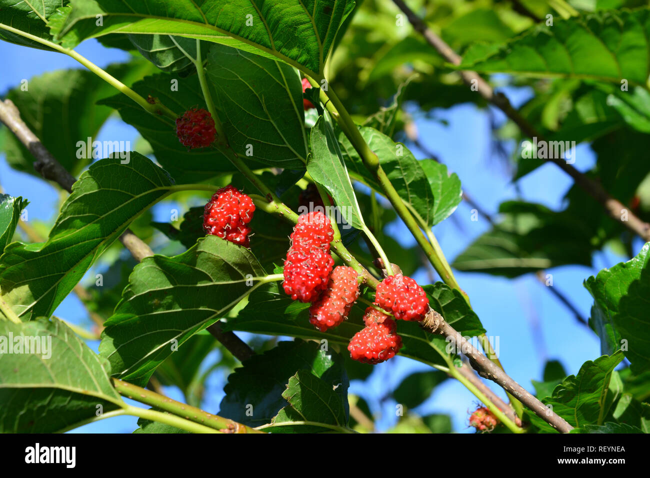 Morus nigra black mulberry in -Fotos und -Bildmaterial in hoher ...