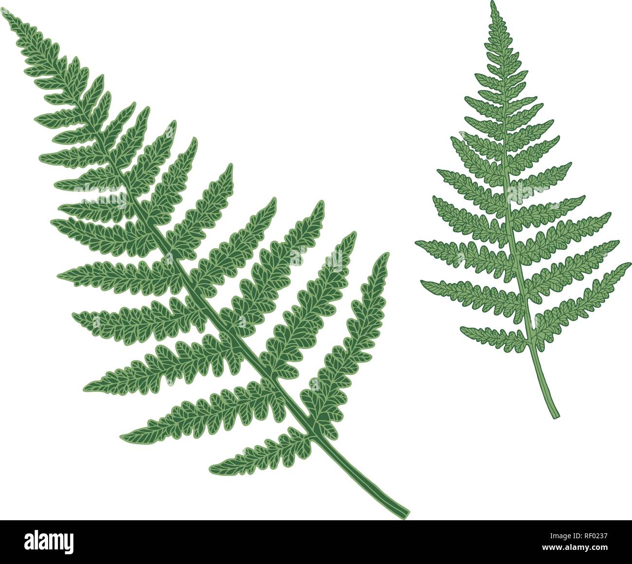 Sammlung von Vector Grün Hand gezeichnet Farn. Auf weissem Hintergrund ...