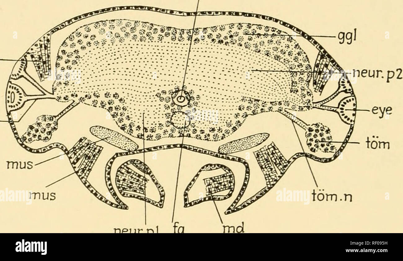 . Embryologie von Insekten und myriapods; die Entwicklungsgeschichte ...