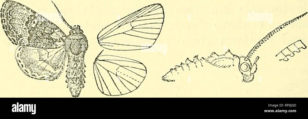 . Katalog der Lepidoptera Phalaenae im British Museum. Schmetterlinge ...