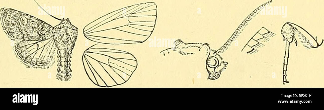 . Katalog der Lepidoptera Phalaenae im British Museum. Schmetterlinge ...