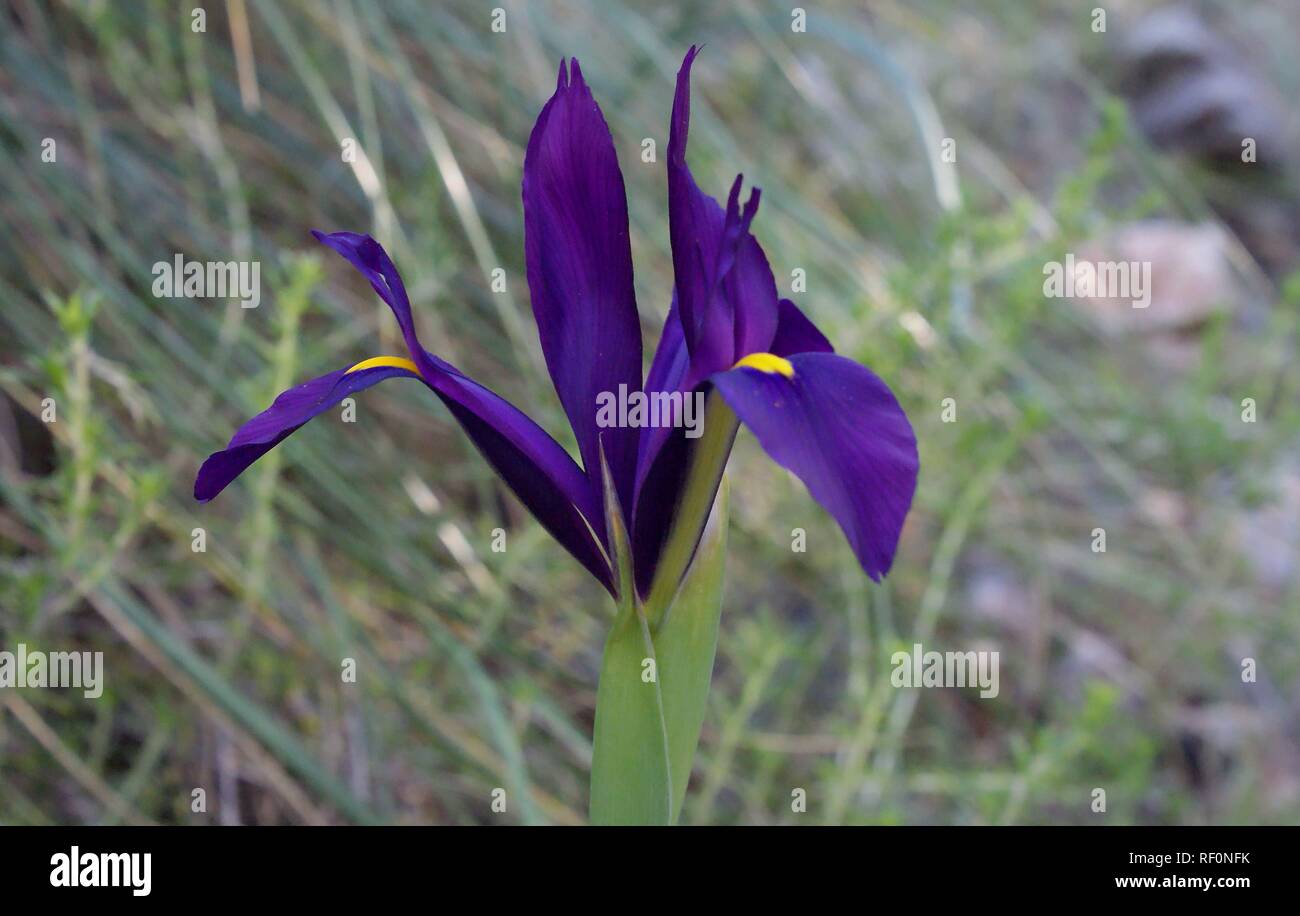 Sierra iris -Fotos und -Bildmaterial in hoher Auflösung – Alamy