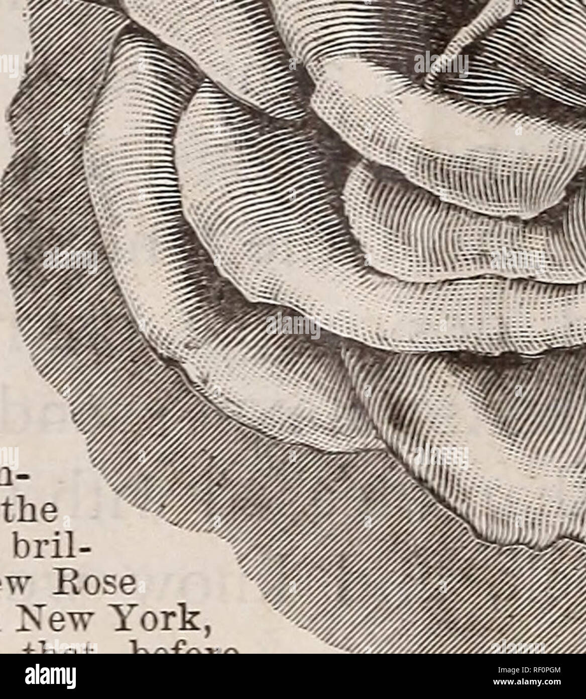 . Katalog von Scott's Rosen und anderen Blumen. Baumschulen (Gartenbau ...