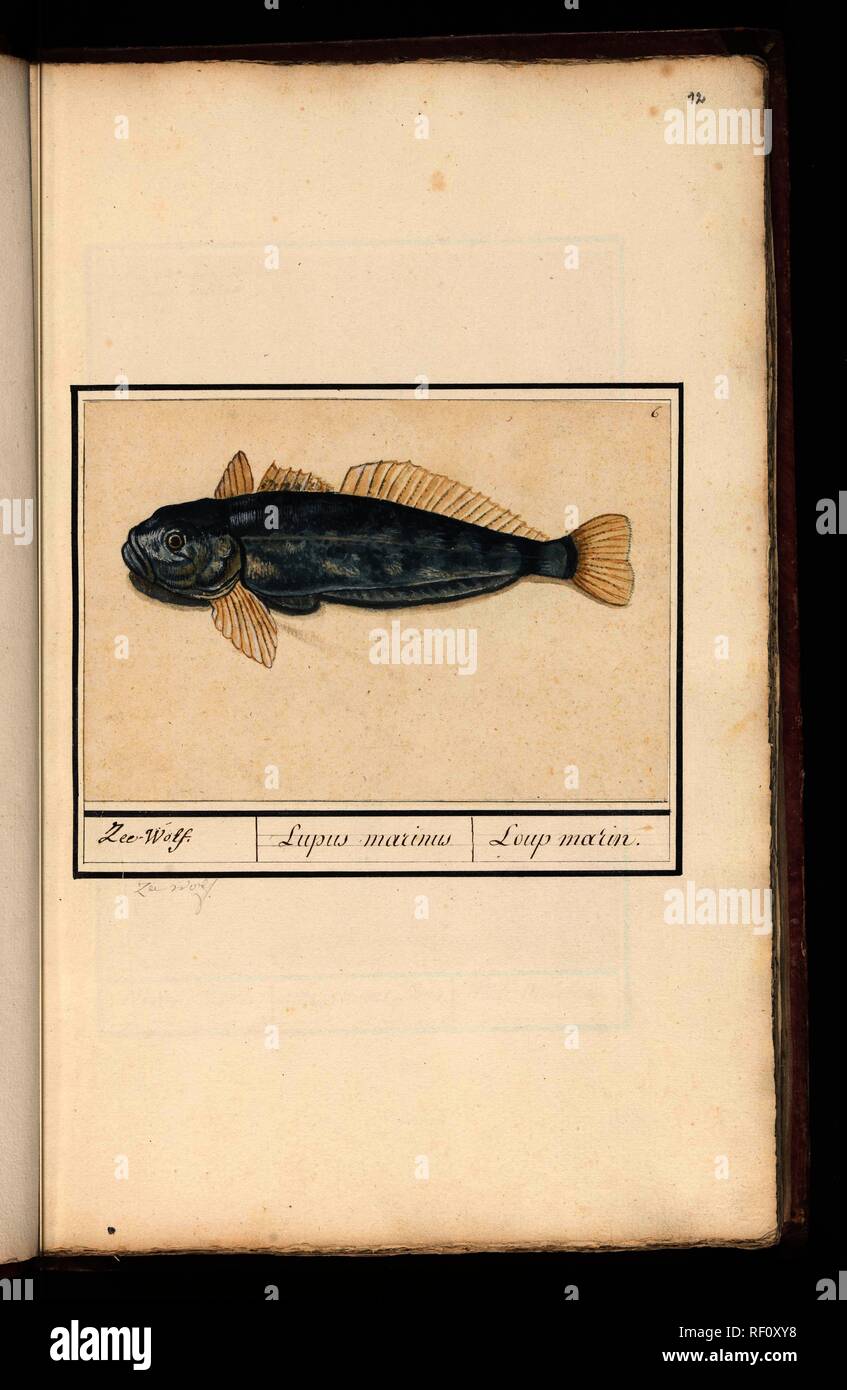 Ter zee wolf -Fotos und -Bildmaterial in hoher Auflösung – Alamy