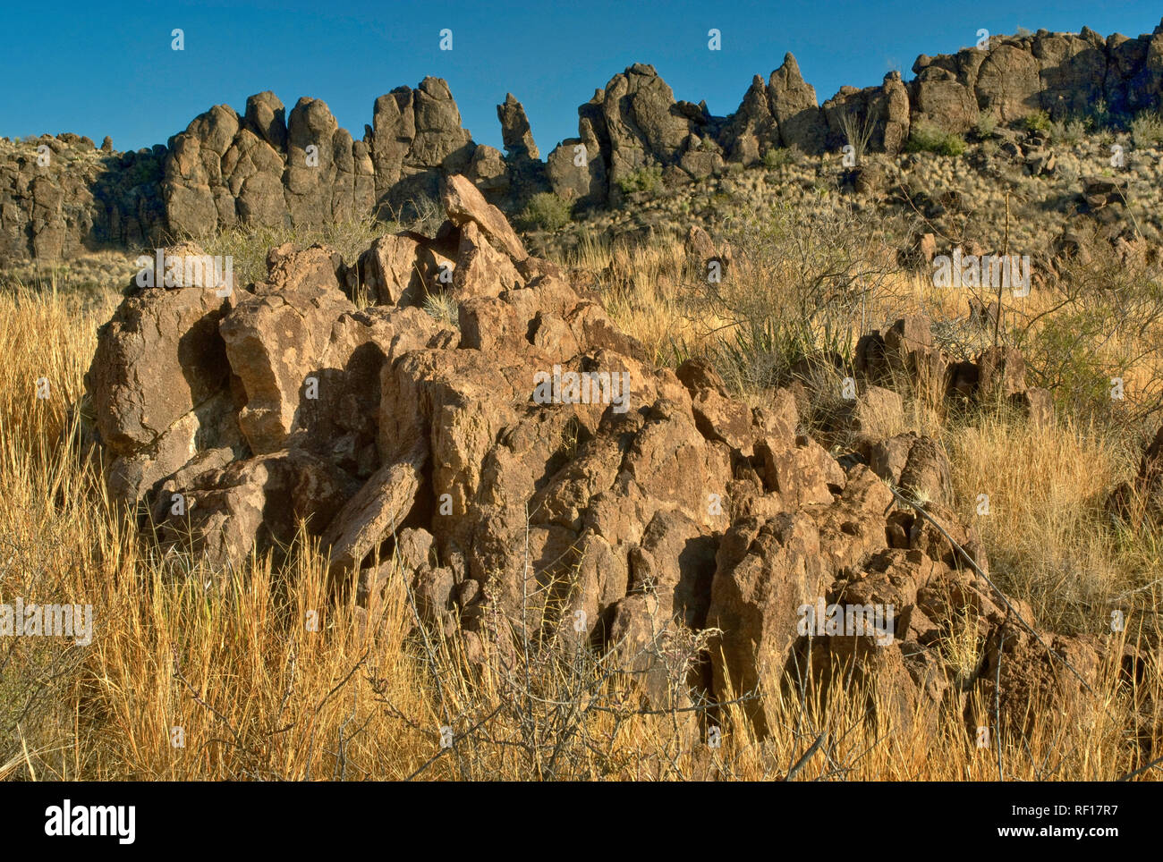Vulkanische trachyt Deiche an Grünland, Chihuahuan Wüste in Big Bend ...