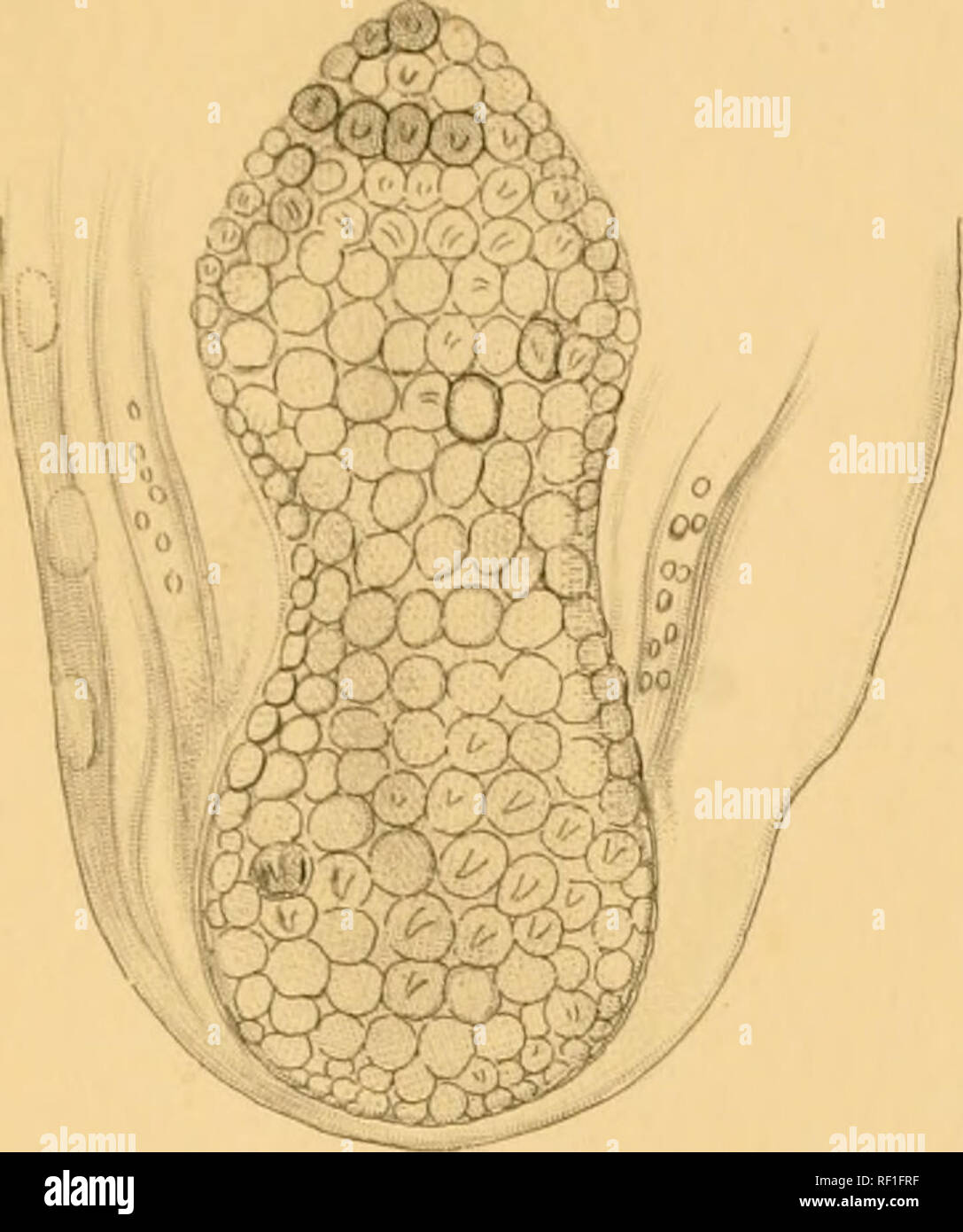 . Katalog Der apodal Fisch, in der Sammlung des British Museum. Aale ...