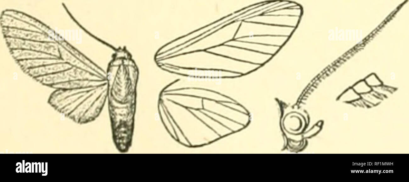 . Katalog der Lepidoptera Phalaenae im British Museum. Motten. IDALUS ...