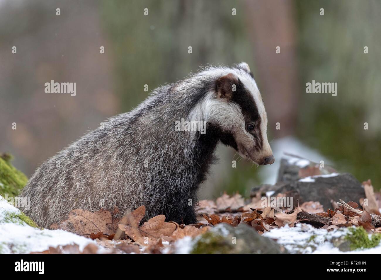 Dachs Winter Stockfotos und -bilder Kaufen - Alamy