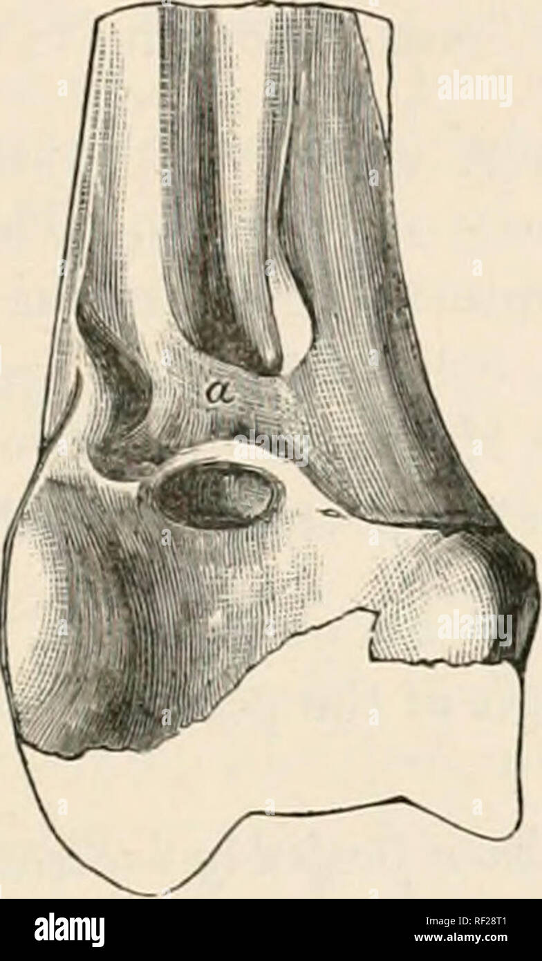. Katalog der fossile Vögel im British Museum (Natural History). Ein ...