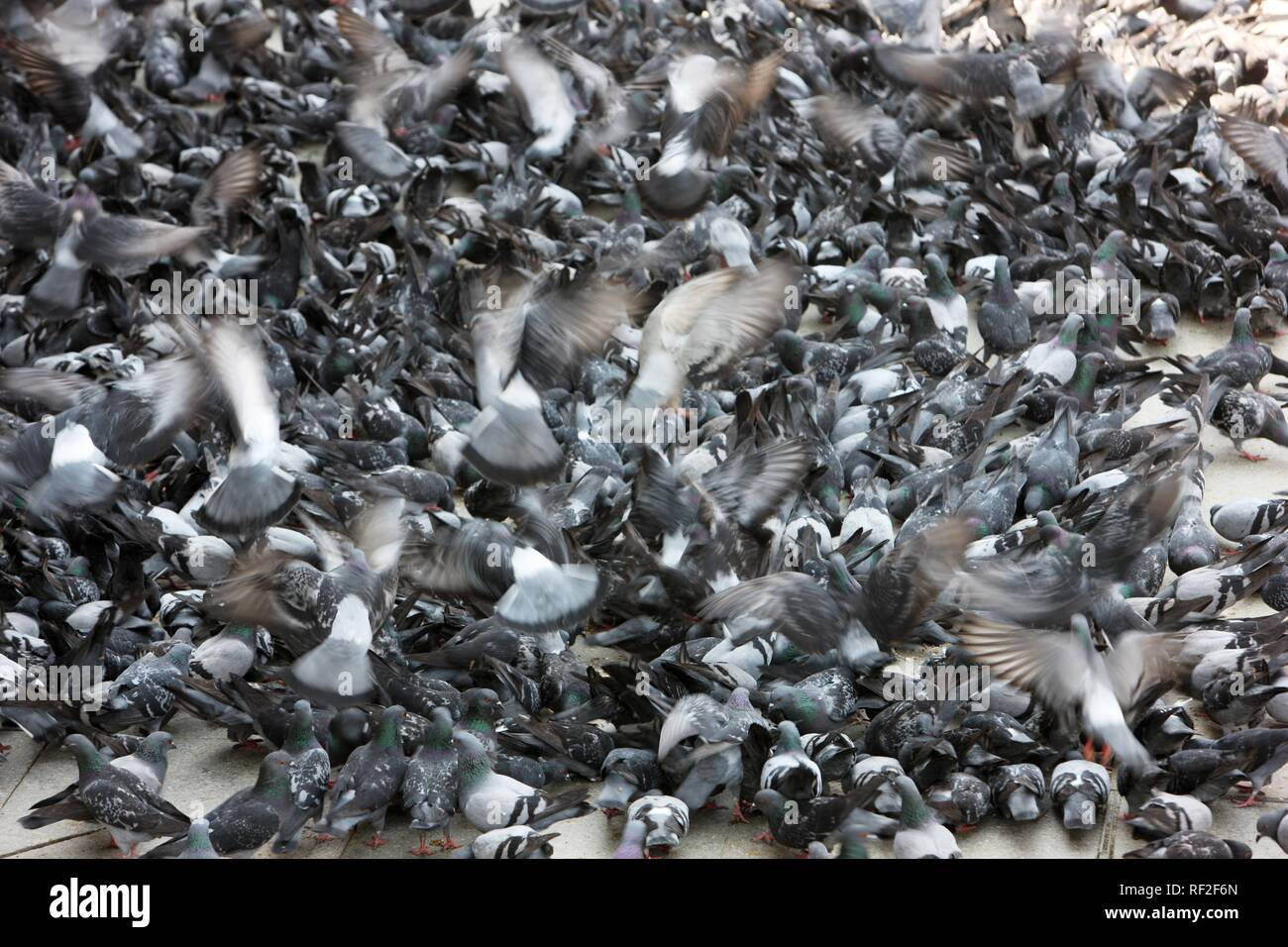 Tauben fotografieren -Fotos und -Bildmaterial in hoher Auflösung – Alamy