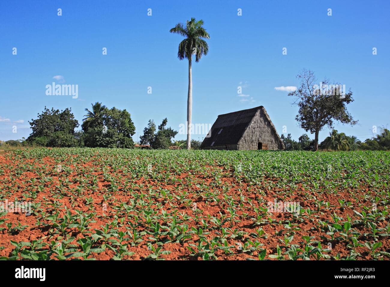 Tobacco drying barns -Fotos und -Bildmaterial in hoher Auflösung – Alamy
