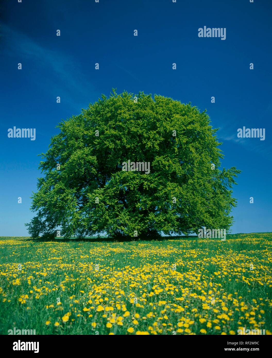 Old beech tree -Fotos und -Bildmaterial in hoher Auflösung – Alamy