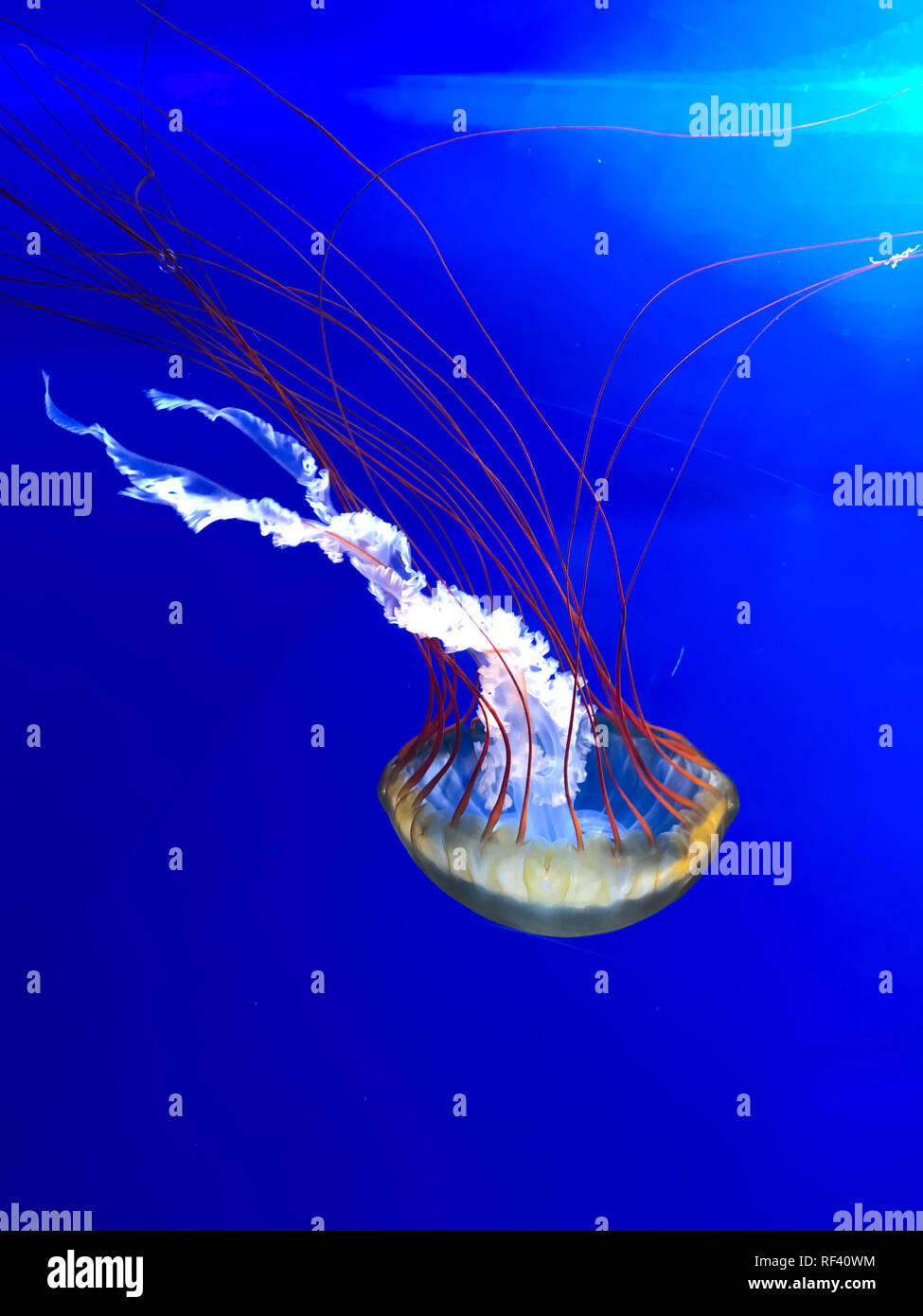 Wunderschöne rote und gelbe Qualle im Wildpark Pairi Daiza in ...