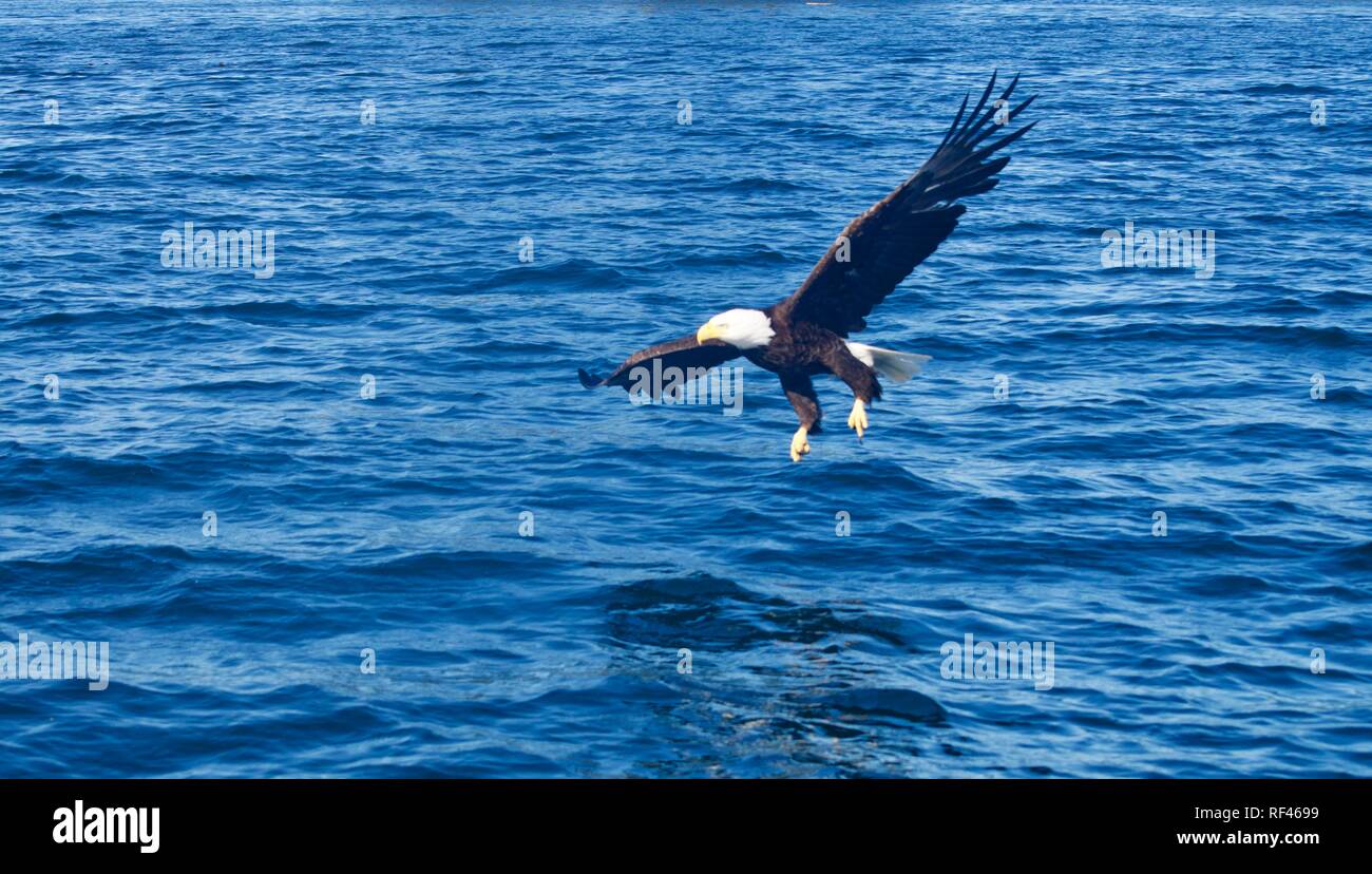 West coast eagles -Fotos und -Bildmaterial in hoher Auflösung – Alamy