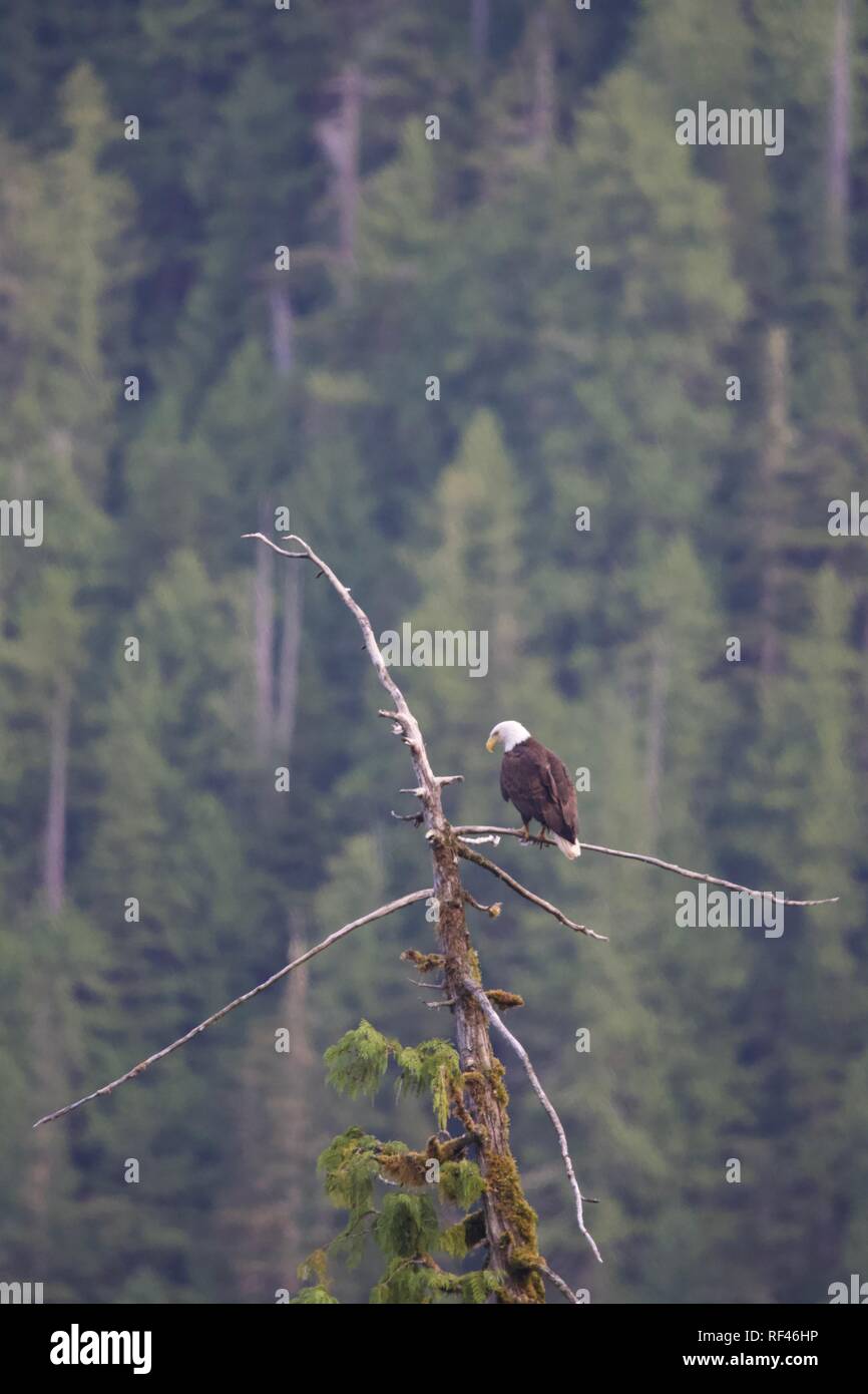 Heimat der adler -Fotos und -Bildmaterial in hoher Auflösung – Alamy