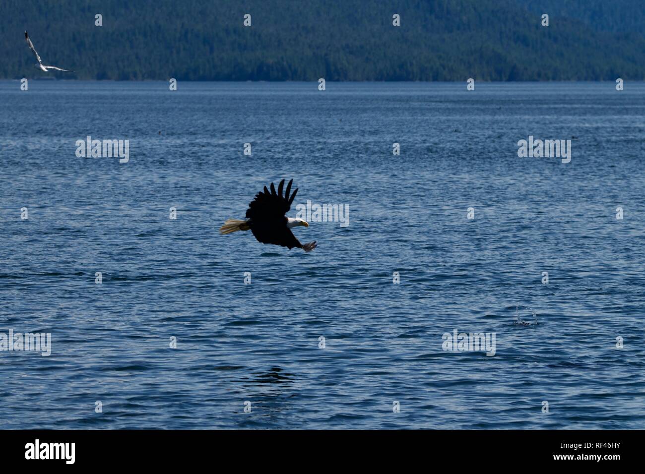 West coast eagles -Fotos und -Bildmaterial in hoher Auflösung – Alamy