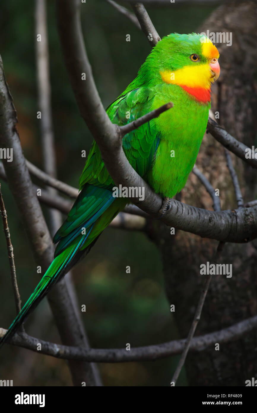 Barraband sittich -Fotos und -Bildmaterial in hoher Auflösung – Alamy