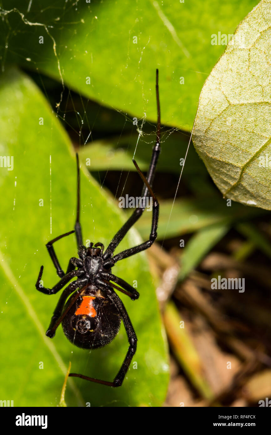Südliche Schwarze Witwe Stockfotos und -bilder Kaufen - Alamy