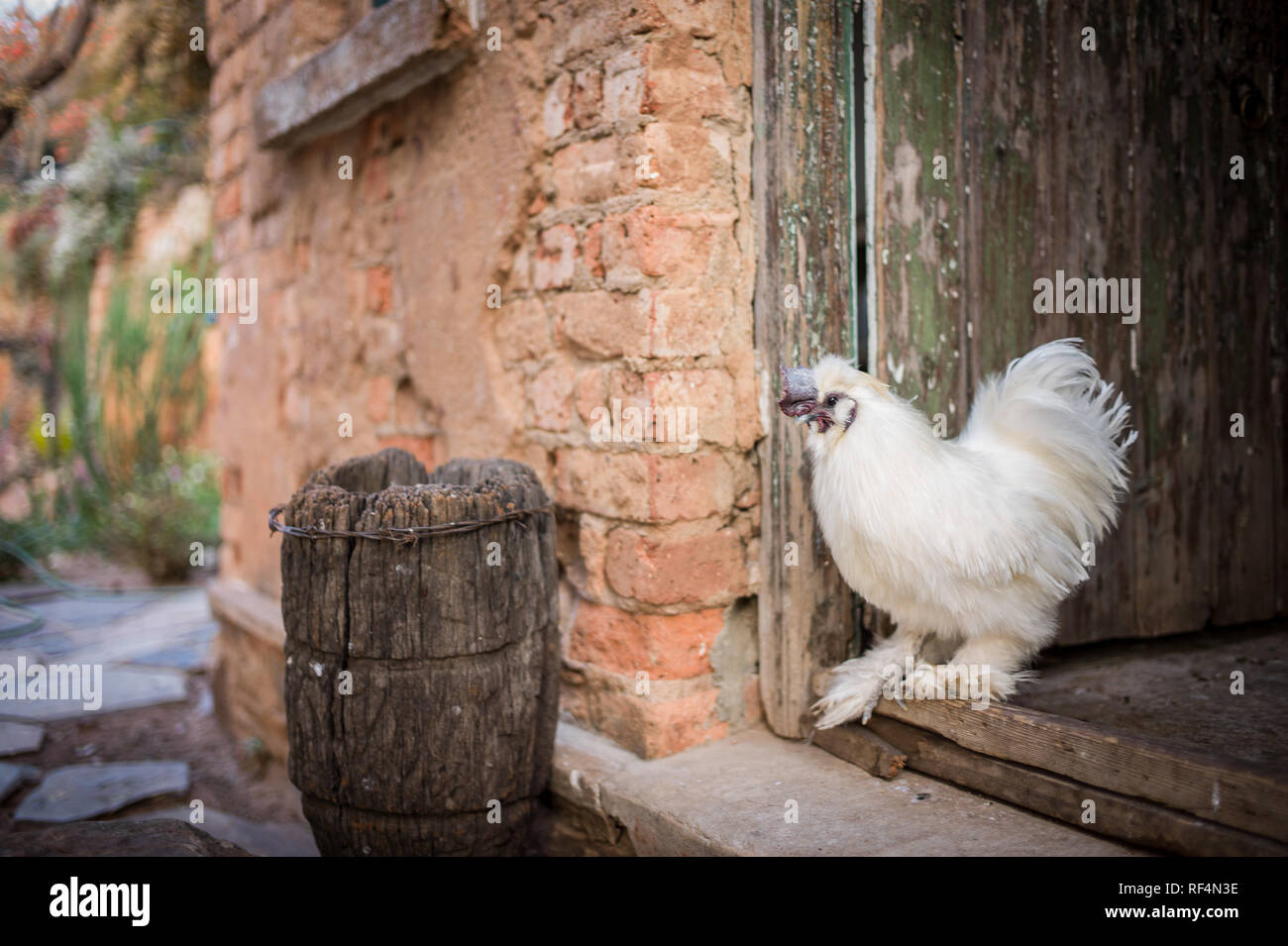 Hühner der alten rasse -Fotos und -Bildmaterial in hoher Auflösung – Alamy