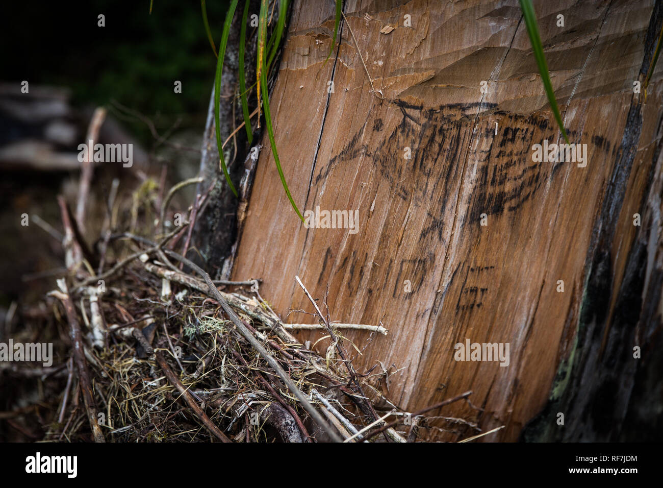 Baum Wilderei Banden mark Territorium mit Graffiti auf Kritisch ...
