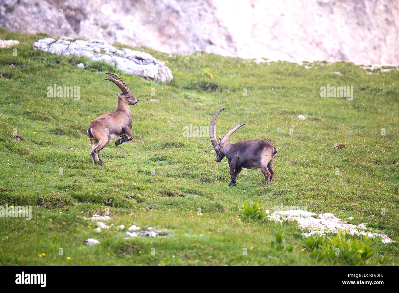Tiere in den alpen -Fotos und -Bildmaterial in hoher Auflösung – Alamy