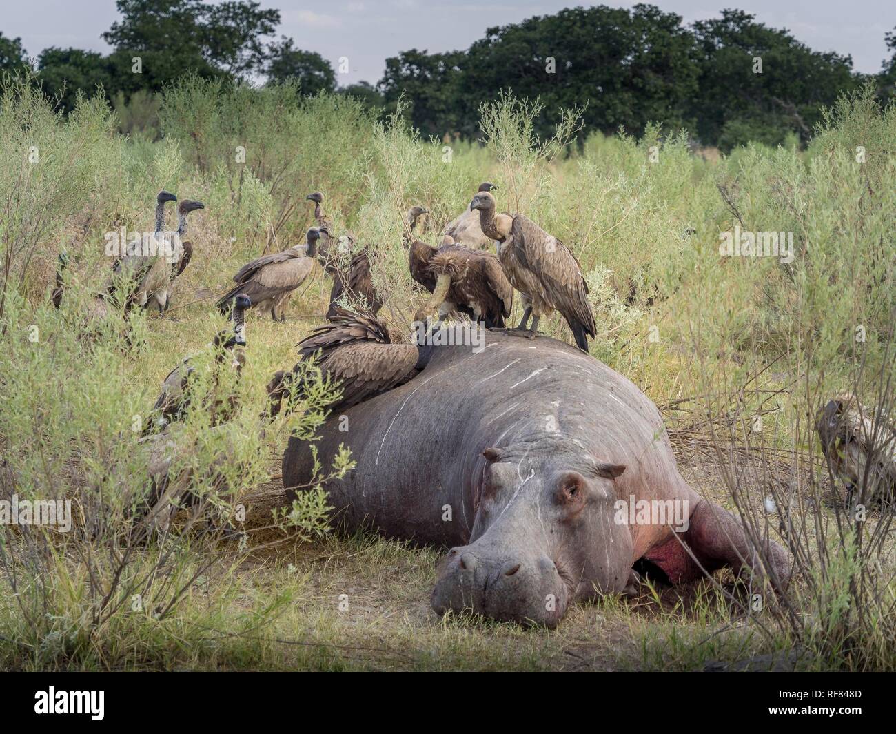 Totes nilpferd -Fotos und -Bildmaterial in hoher Auflösung – Alamy