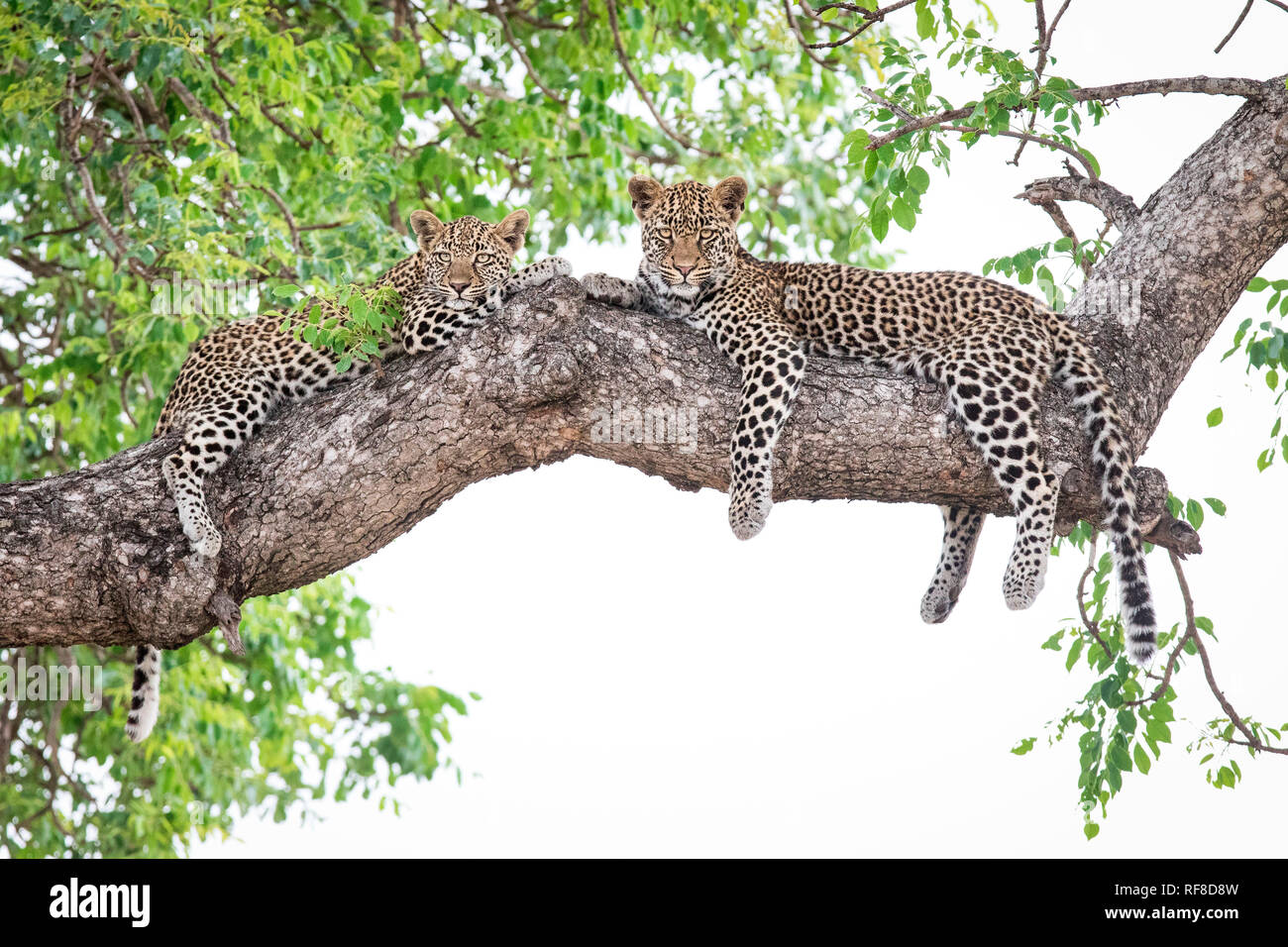 Zwei leopard Cubs, Panthera Pardus, liegen auf einem marula Baum ...