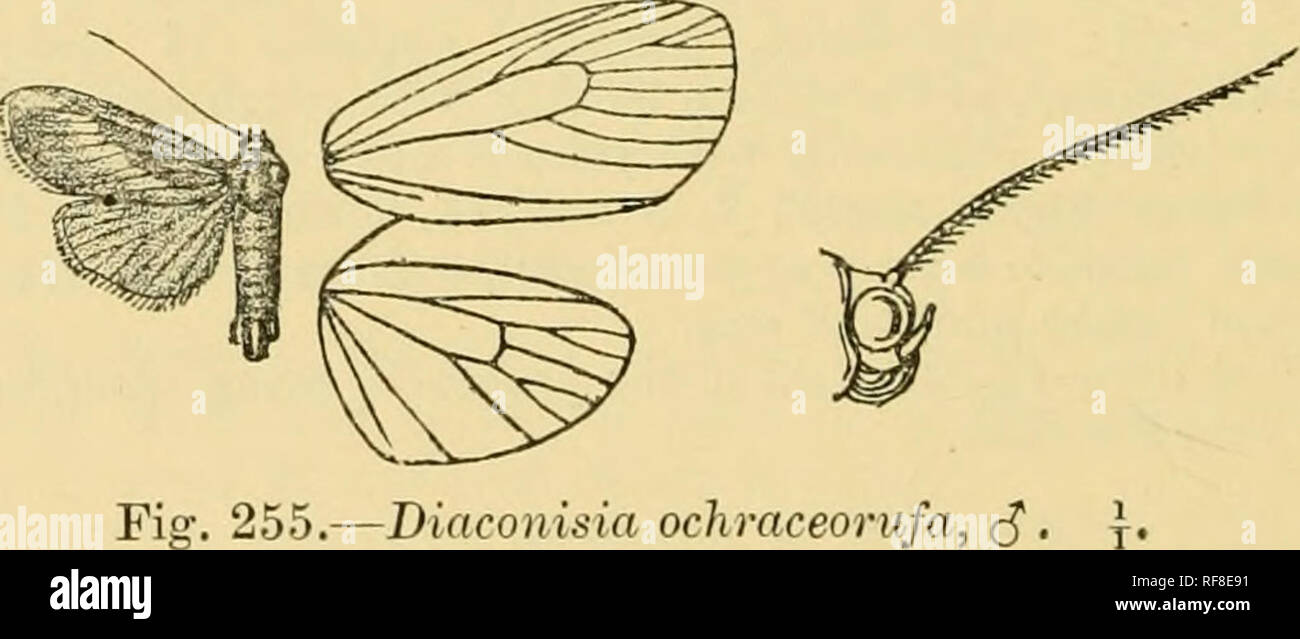 . Katalog der Lepidoptera Phalaenae im British Museum. Motten. Abb. 254 ...
