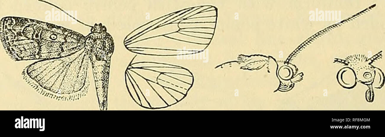 . Katalog der Lepidoptera Phalaenae im British Museum. Motten. 422 ...