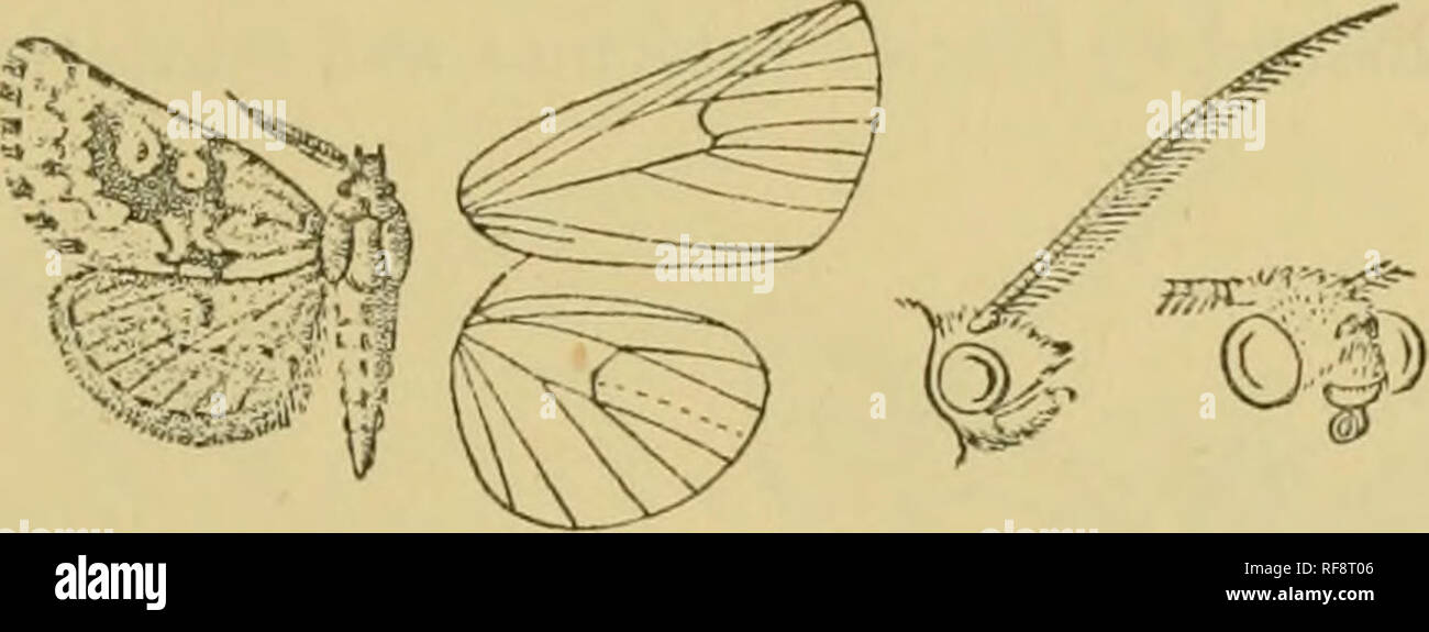 . Katalog der Lepidoptera Phalaenae im British Museum. Motten ...