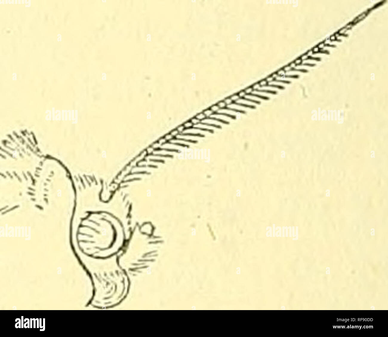 . Katalog der Lepidoptera Phalaenae im British Museum. Schmetterlinge ...