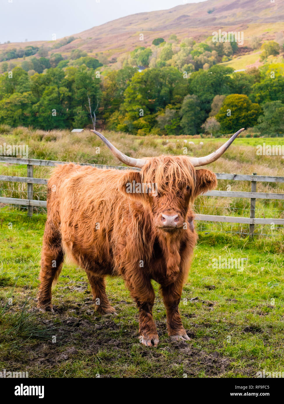 Blond haarig -Fotos und -Bildmaterial in hoher Auflösung – Alamy