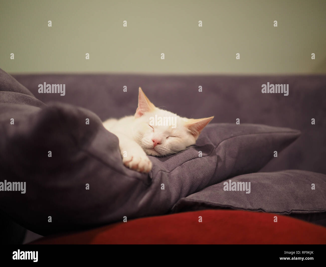 Die schlafende katze tier -Fotos und -Bildmaterial in hoher Auflösung ...