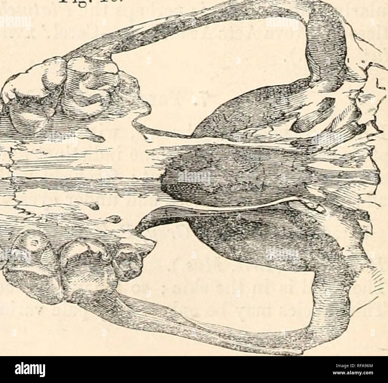 Weiher augen -Fotos und -Bildmaterial in hoher Auflösung – Alamy