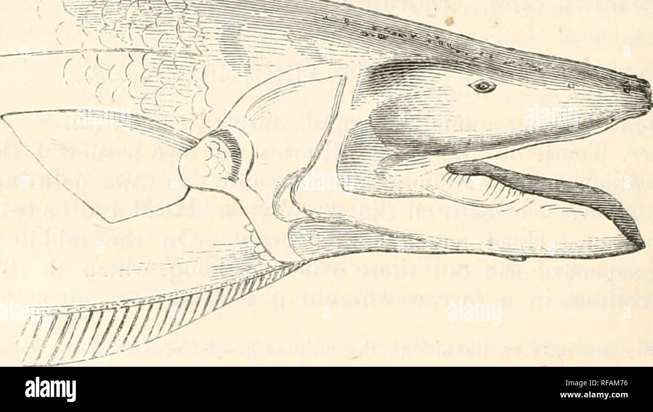 . Katalog Der apodal Fisch in der... Museum. 126 KATALOG DER FISCHE ...