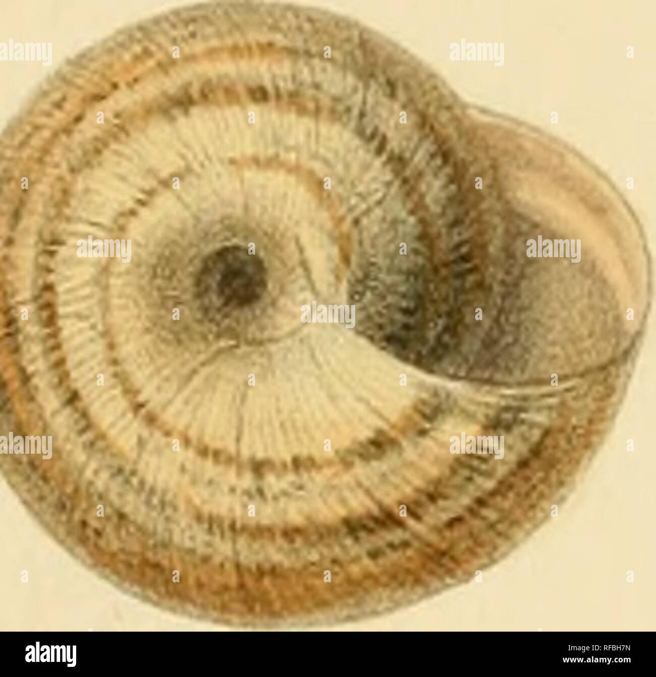 Moluscos -Fotos und -Bildmaterial in hoher Auflösung – Alamy