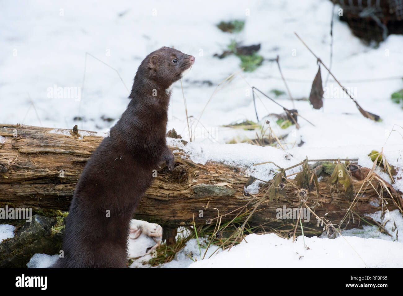 Nerz im stehen -Fotos und -Bildmaterial in hoher Auflösung – Alamy