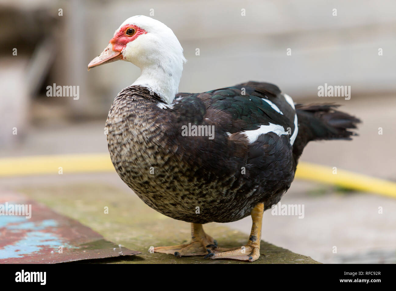Grey Muscovy Duck Stockfotos und -bilder Kaufen - Alamy